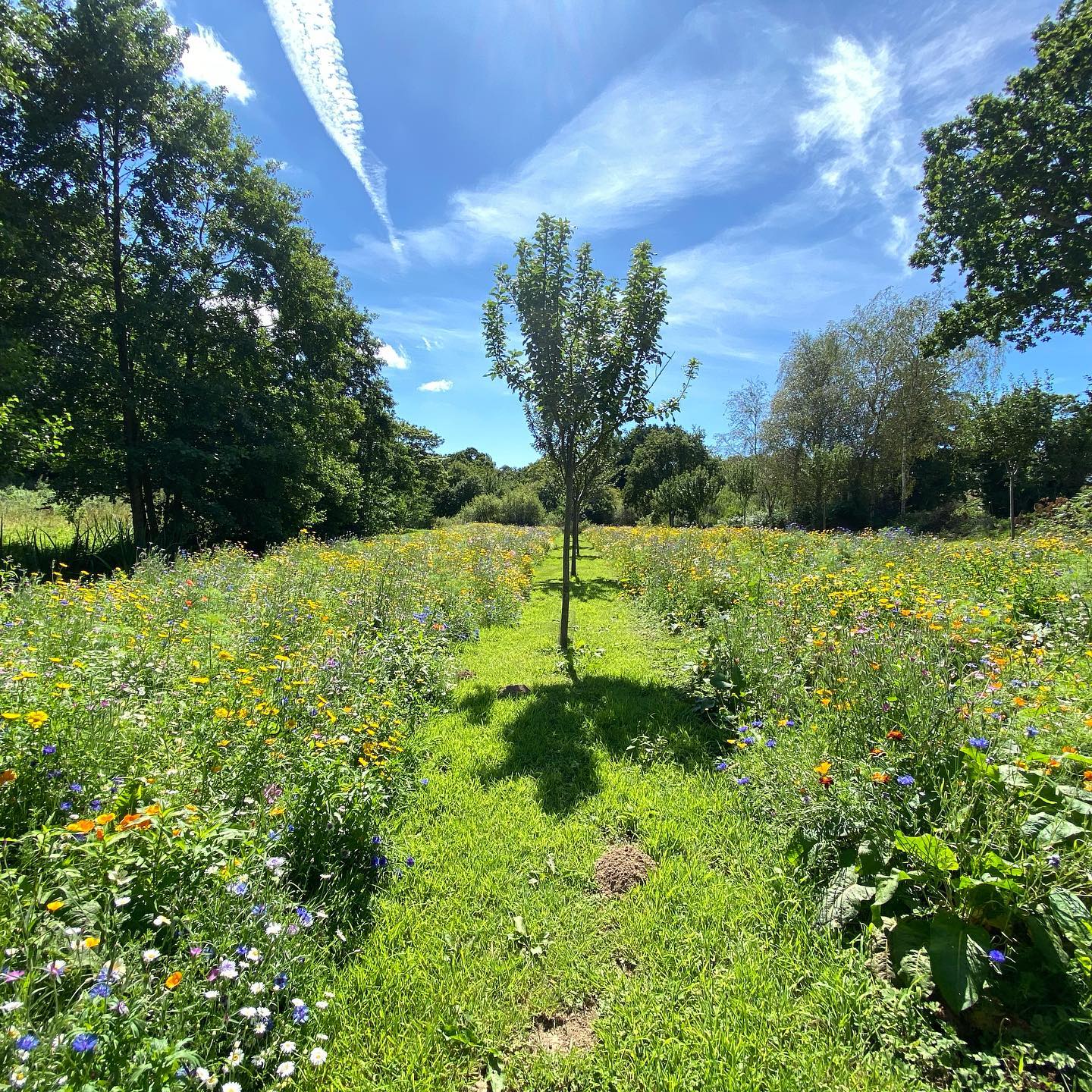 Creating a Pollinator Patch | Jersey Biodiversity Centre